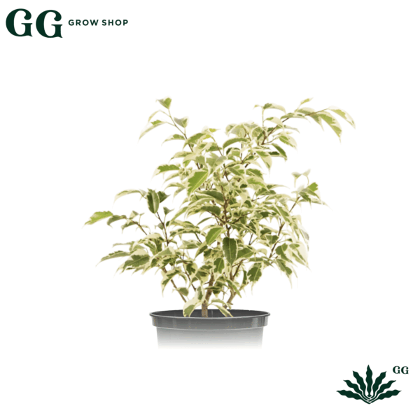 Ficus White Blanco Plantas - Garden Glory Grow Shop